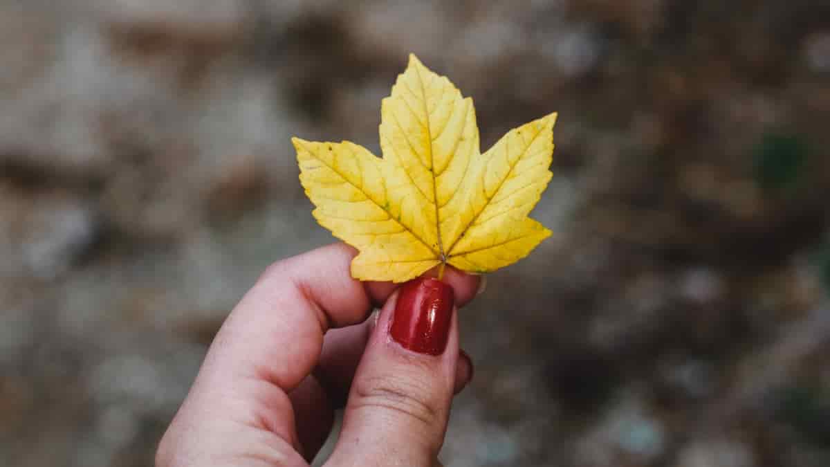 Fall Ombre Nails Elevate Your Style With Seasonal Nail Art Trends
